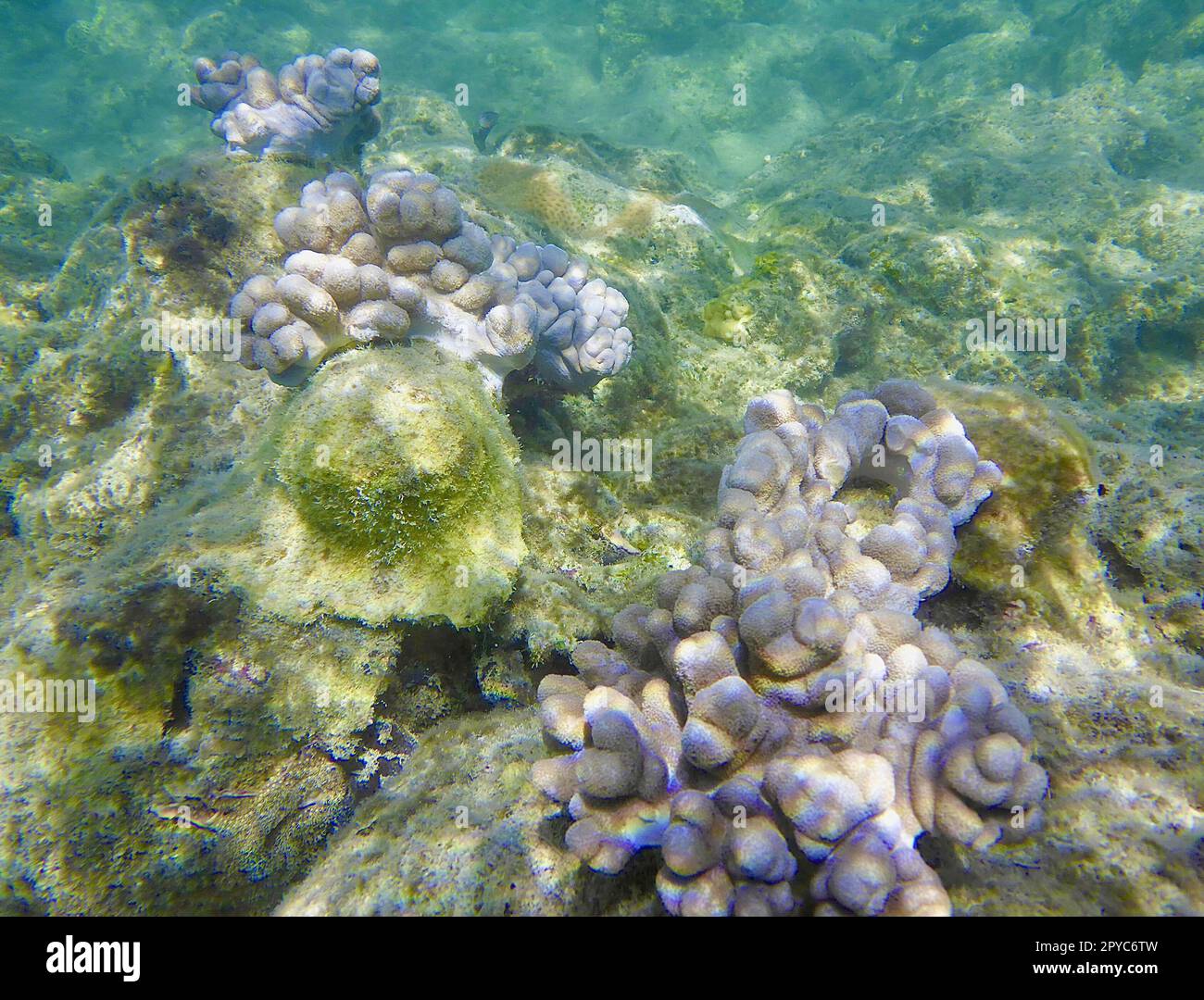 An underwater view of coral in the Great Barrier Reef of Australia ...