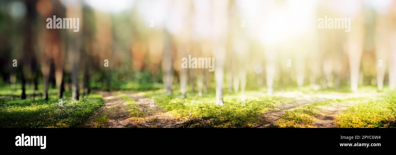 Spring forest bokeh panorama beautiful green landscape Stock Photo - Alamy