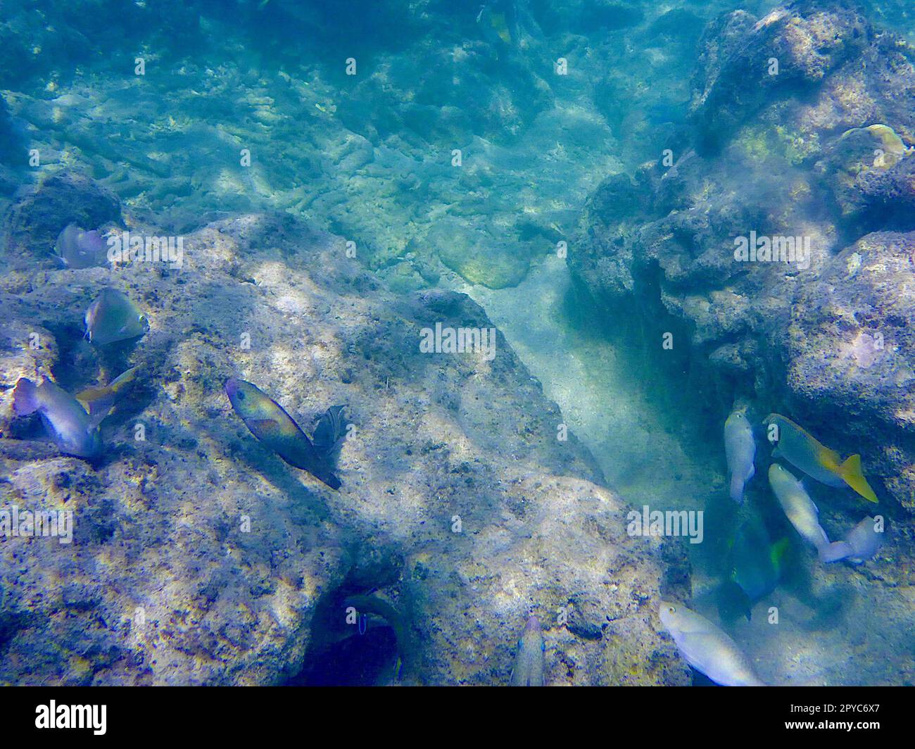 An underwater view of coral in the Great Barrier Reef of Australia ...