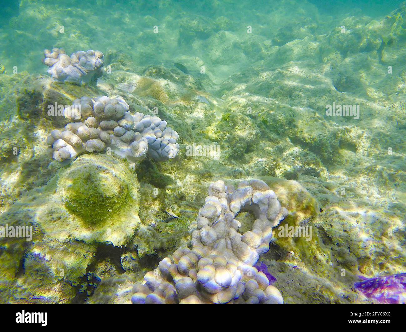 An underwater view of coral in the Great Barrier Reef of Australia ...