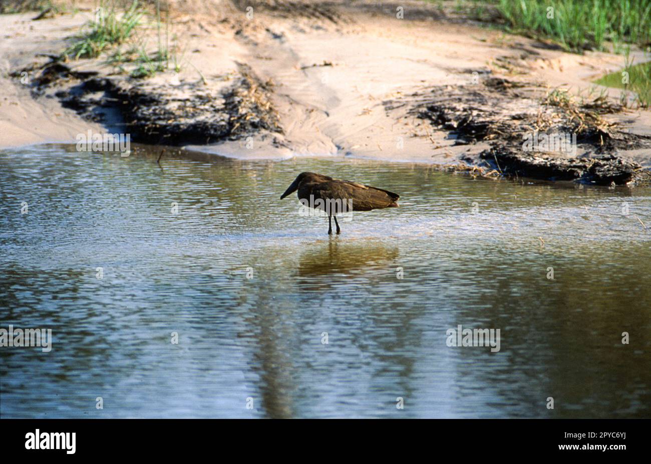 Hamerkop scopus umbretta botswana hi-res stock photography and images ...