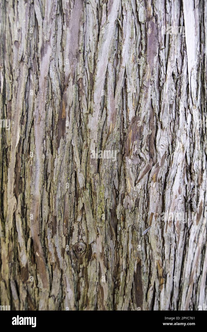 Tree bark background Stock Photo - Alamy