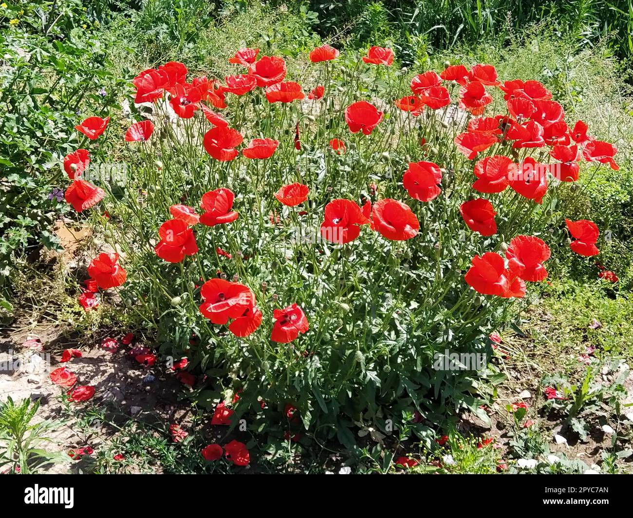 Beautiful red poppies sunset hi-res stock photography and images - Alamy