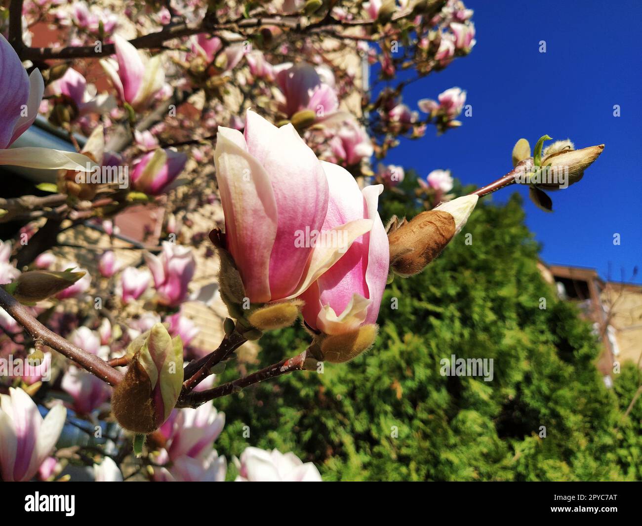 Magnolia tree without flowers hi-res stock photography and images - Alamy