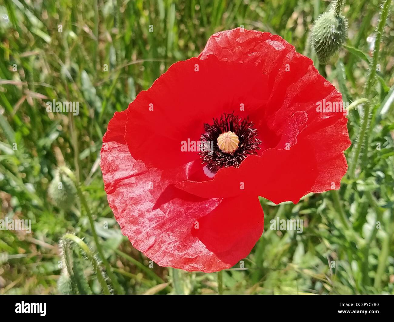 beautiful red poppy close-up. Spring or summer flower of bright color ...