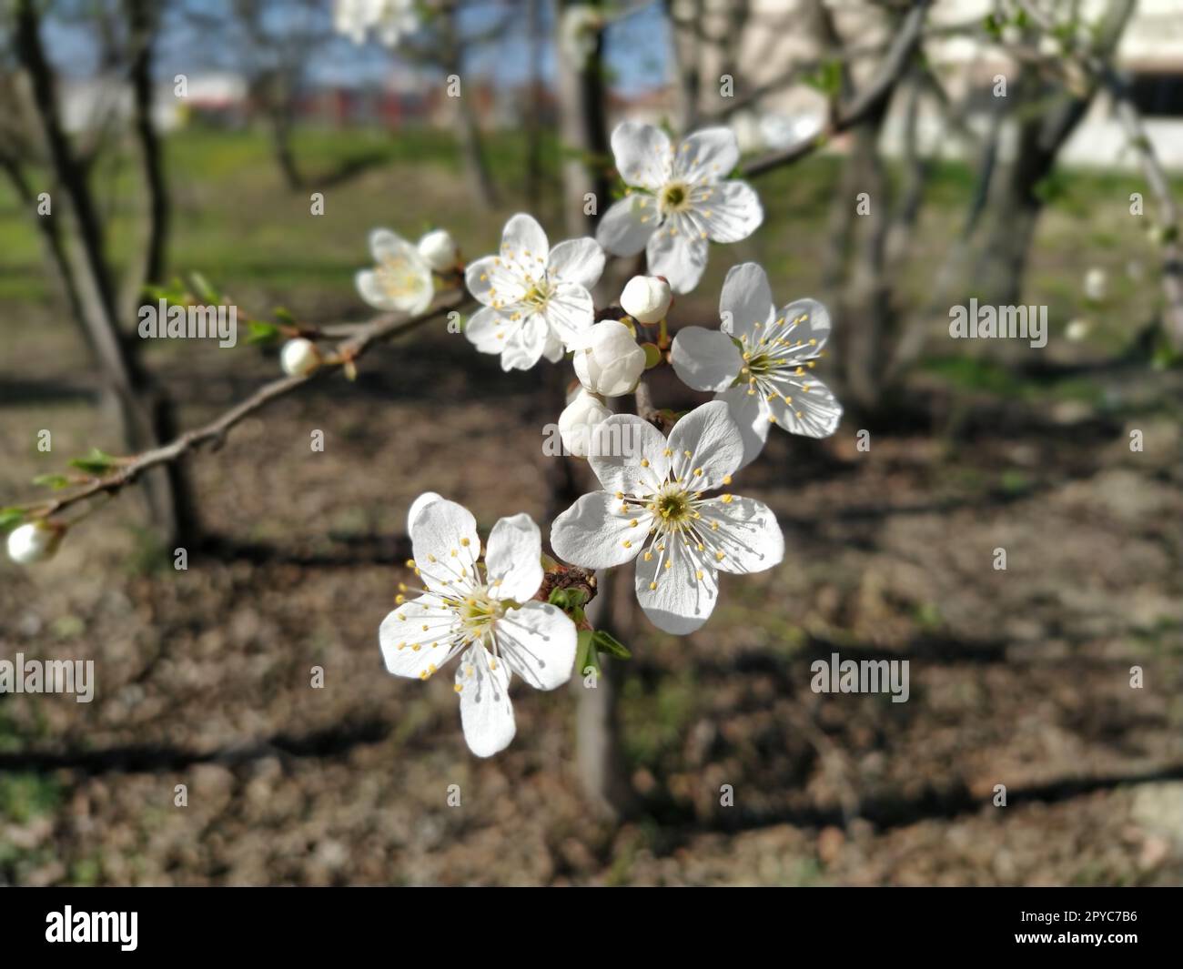 Delicate white flowers of an apple tree. Spring orchard whole in lush ...