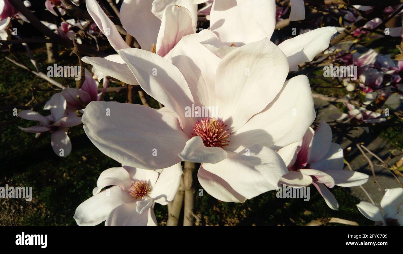 Magnolia tree without flowers hi-res stock photography and images - Alamy