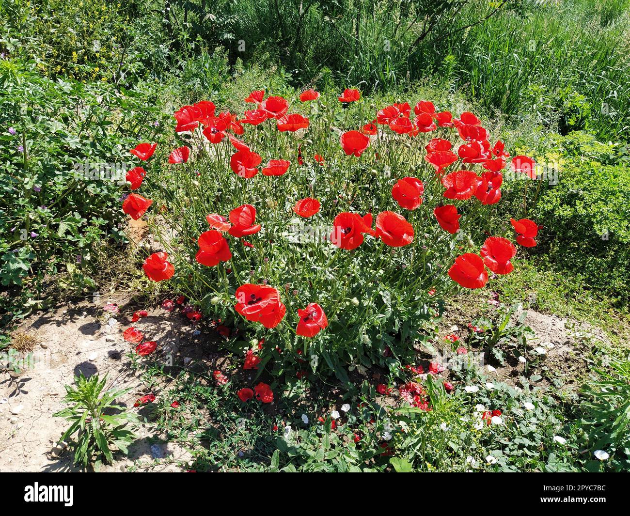 Beautiful red poppies sunset hi-res stock photography and images - Alamy