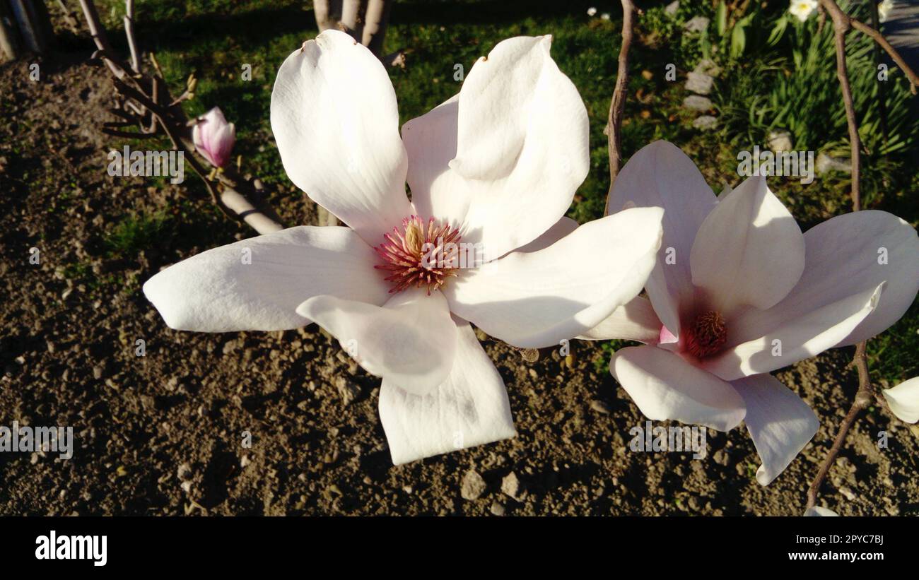 Magnolia tree without flowers hi-res stock photography and images - Alamy