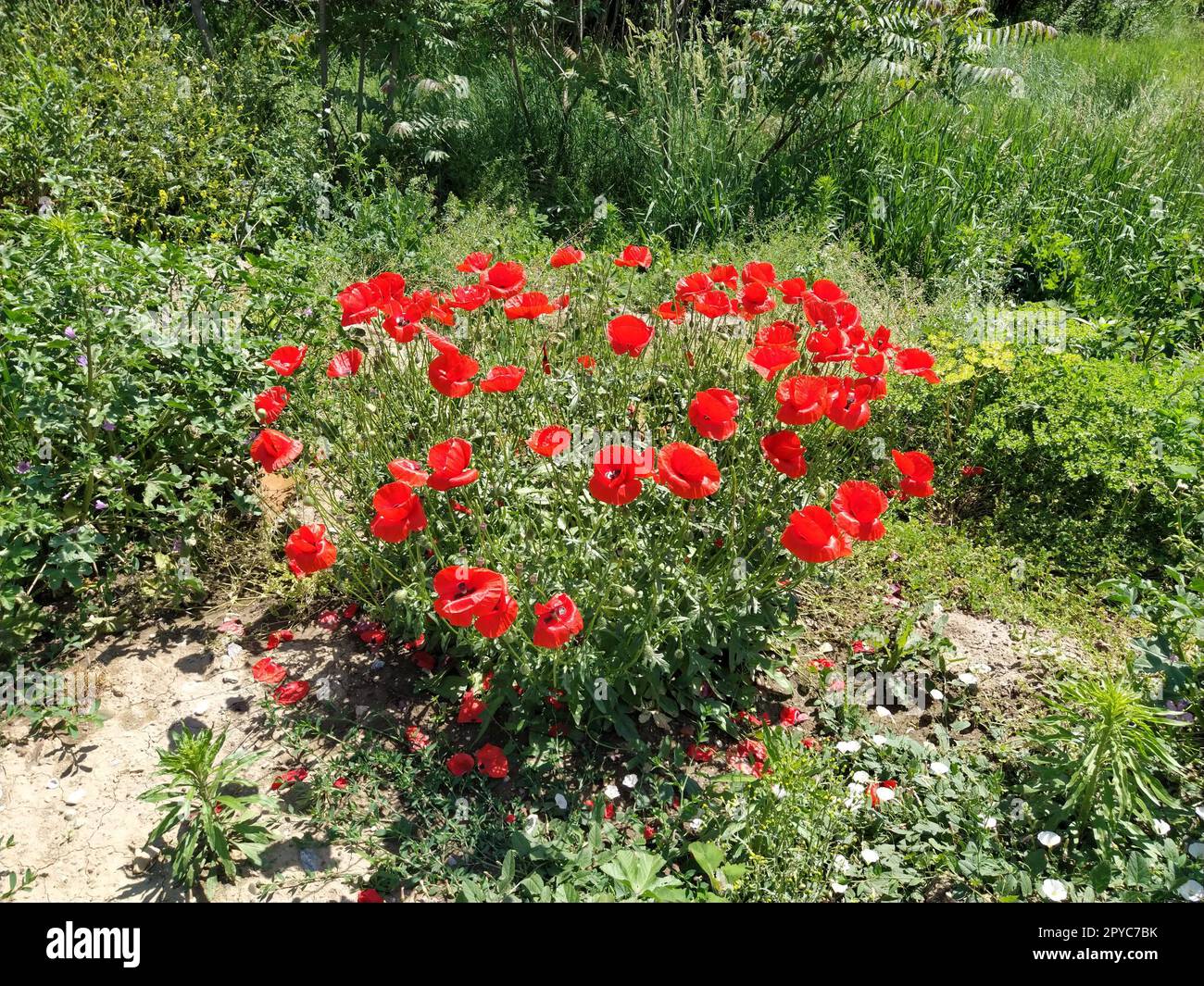 Beautiful red poppies sunset hi-res stock photography and images - Alamy