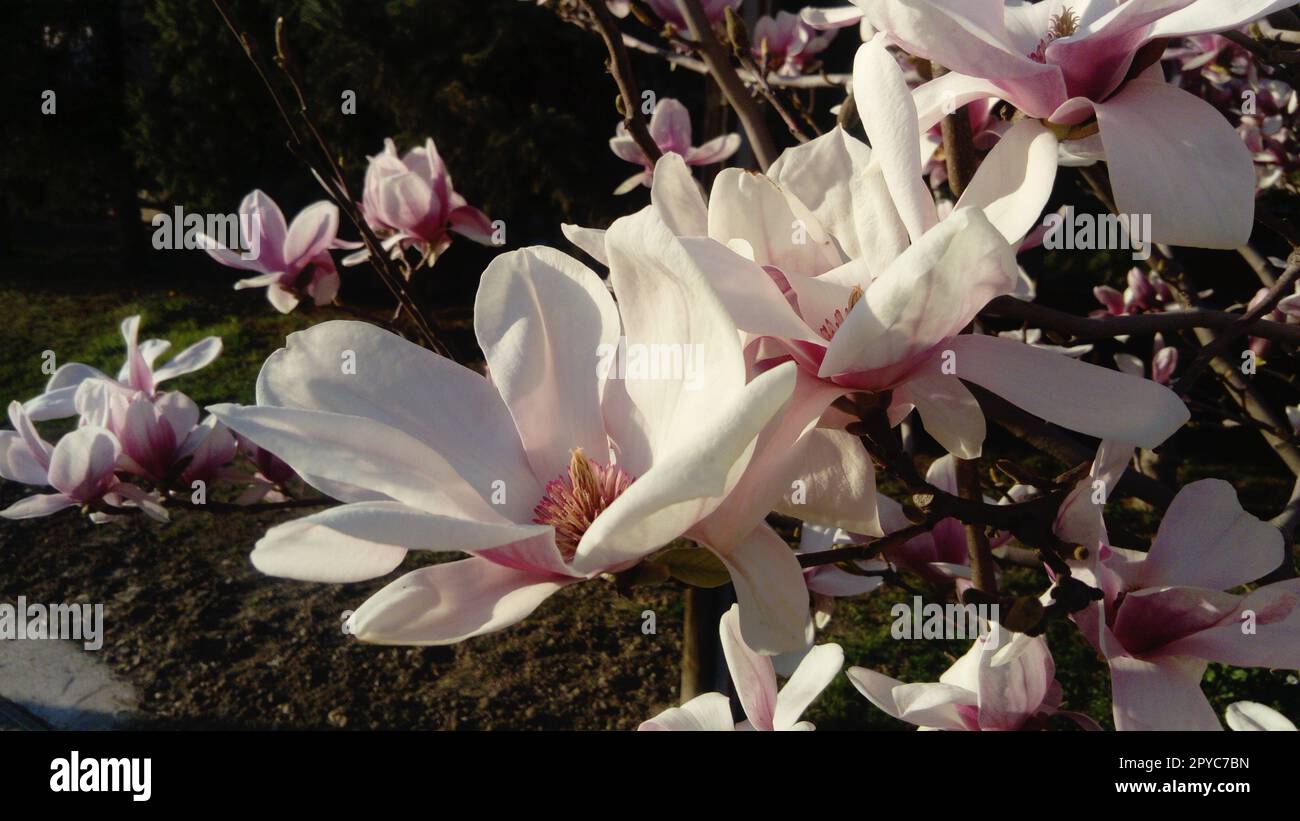 Magnolia tree without flowers hi-res stock photography and images - Alamy