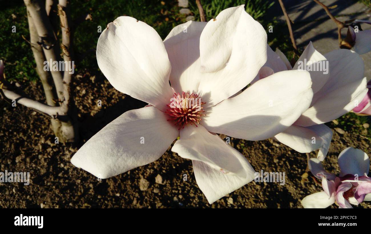 Magnolia tree without flowers hi-res stock photography and images - Alamy