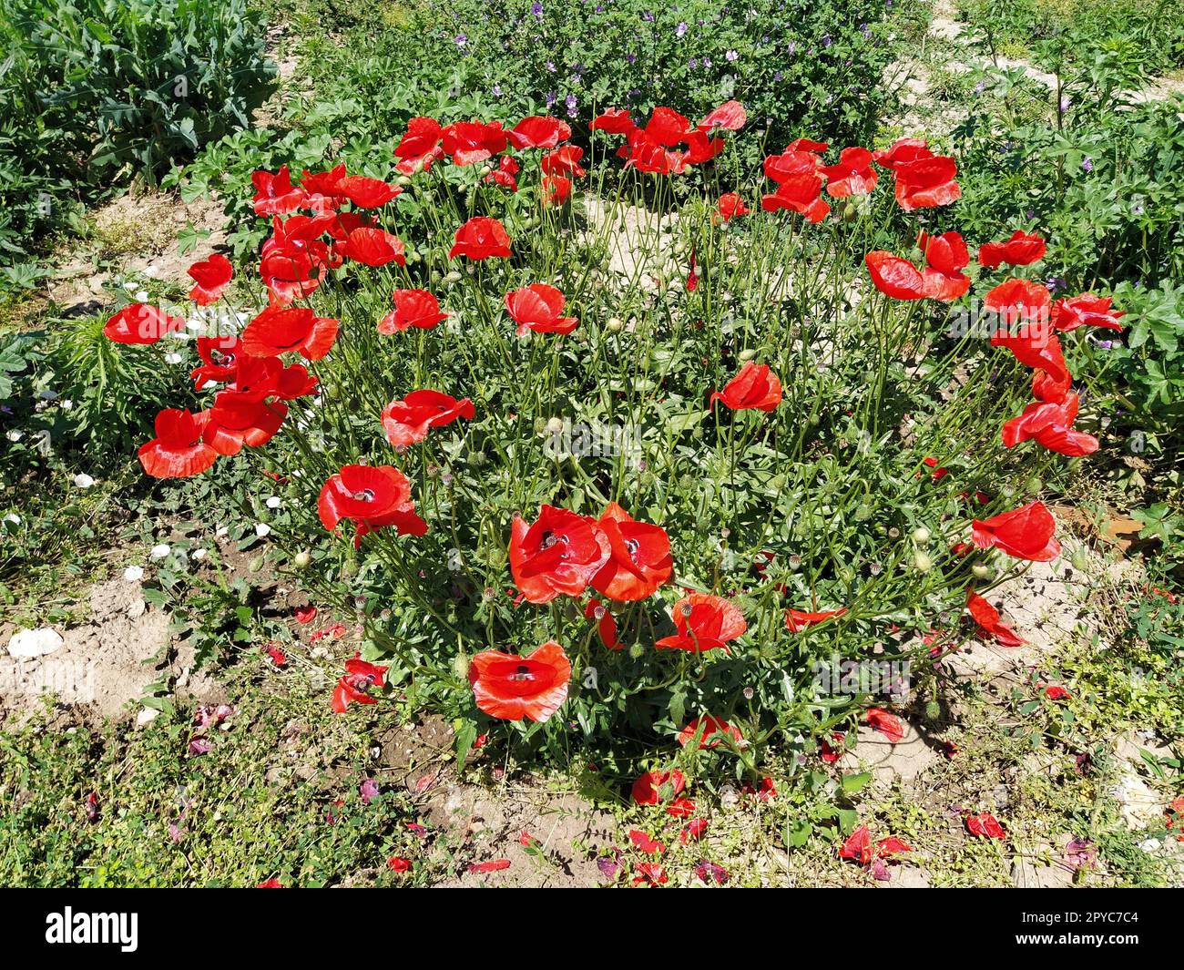 Bush of wild red poppies. Beautiful wildflowers. Blurred background ...