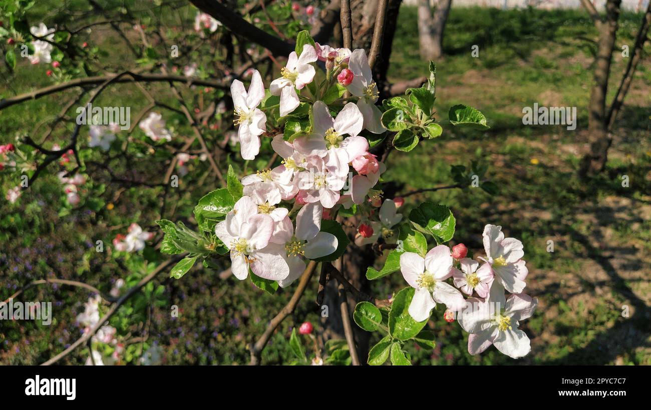 Tender flower petals of apple tree. Apple trees in lush flowering white ...