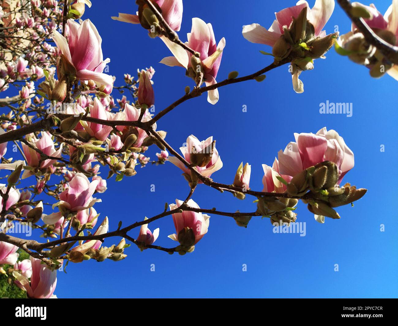 Magnolia buds hi-res stock photography and images - Alamy