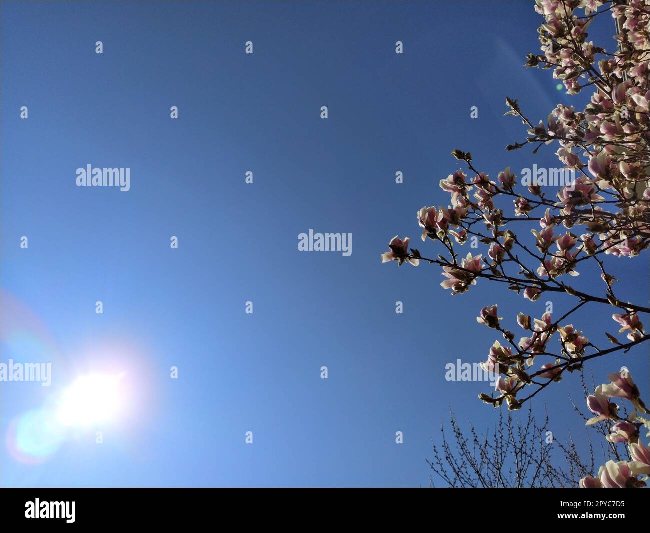 Blue magnolia tree hi-res stock photography and images - Alamy
