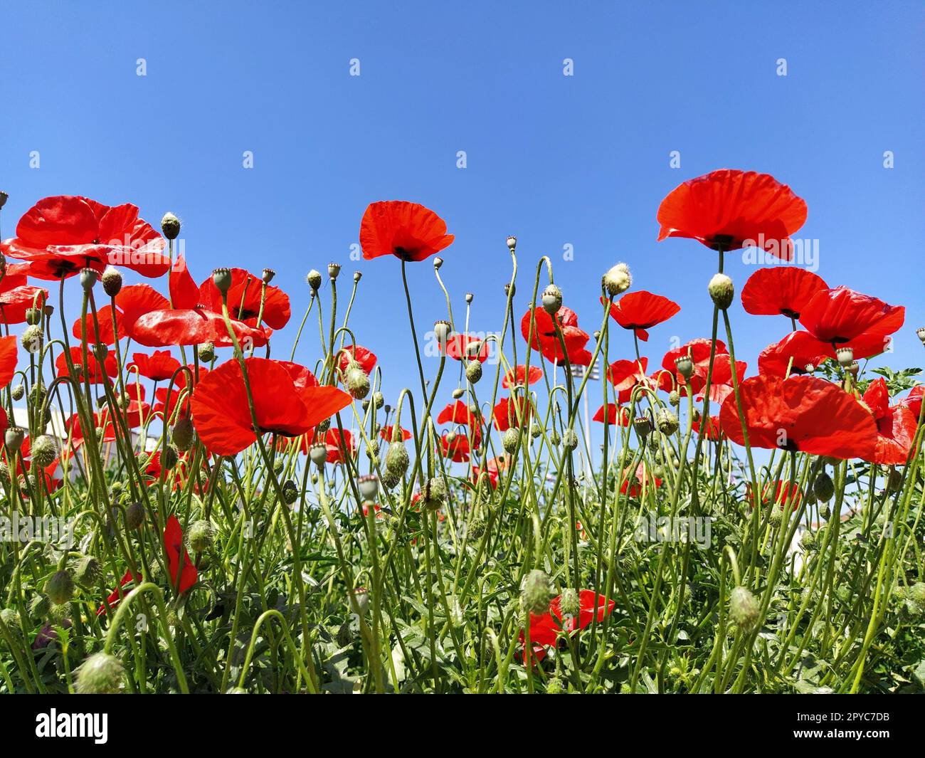 Red beautiful wild poppies hi-res stock photography and images - Alamy