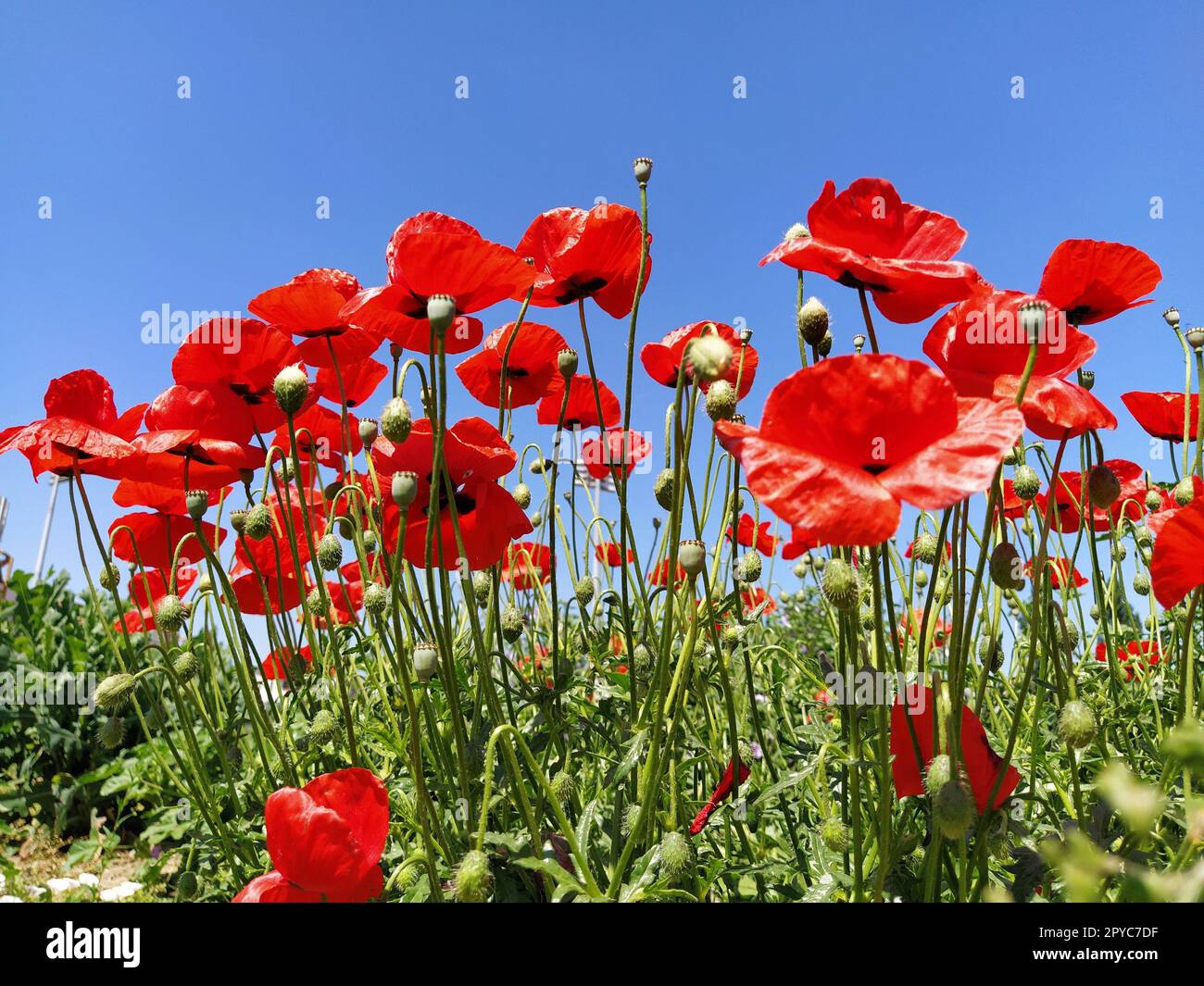 Red beautiful wild poppies hi-res stock photography and images - Alamy