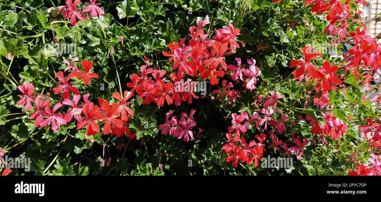 Pelargonium geranium peltatum. Red, pink and magenta blooming ivy ...