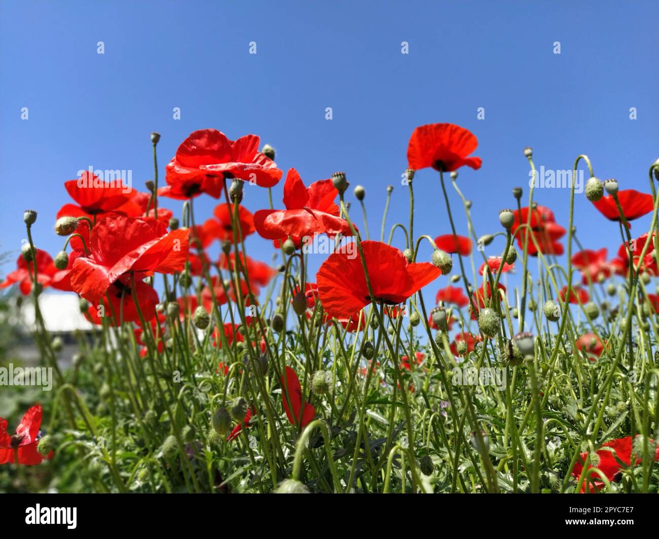 Red beautiful wild poppies hi-res stock photography and images - Alamy