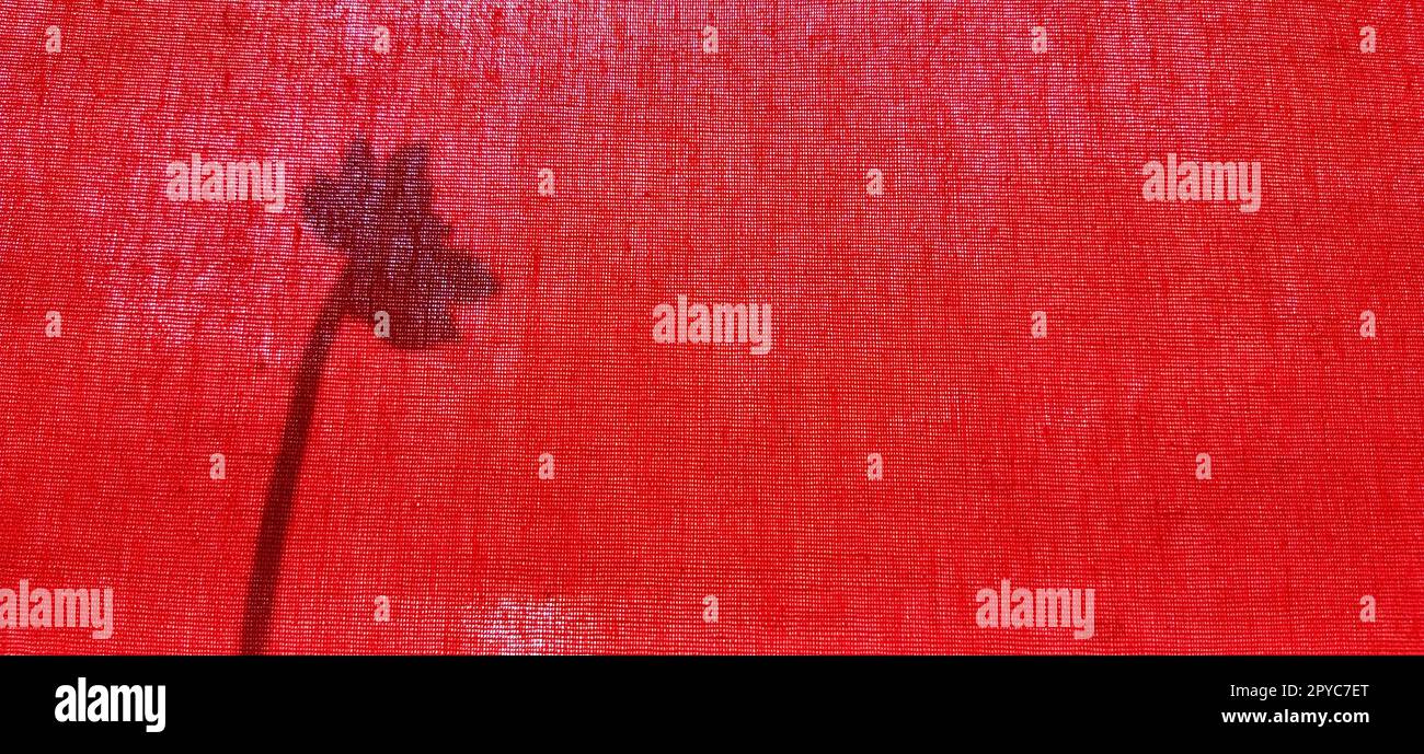 The shadow of geranium flowers on a dense red curtain that transmits sunlight and reflects the ...