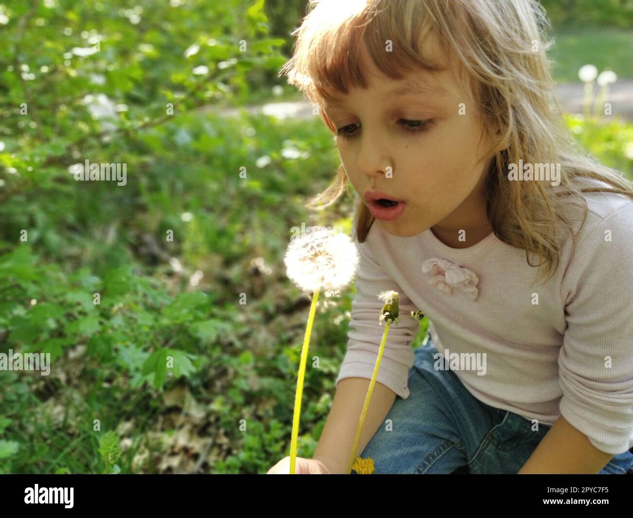 A pretty little girl draws air into her chest and blows off white ...