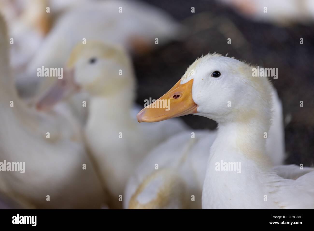 White duck in the local farm Stock Photo - Alamy