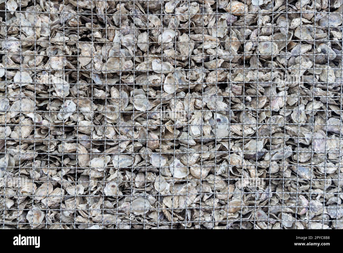 Abandoned oyster shells on the ground Stock Photo - Alamy