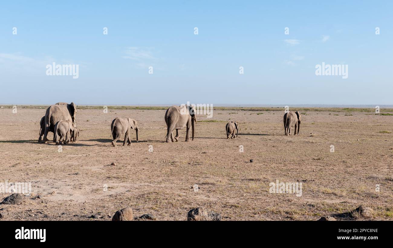 big elephant in the savannah of Africa Stock Photo - Alamy