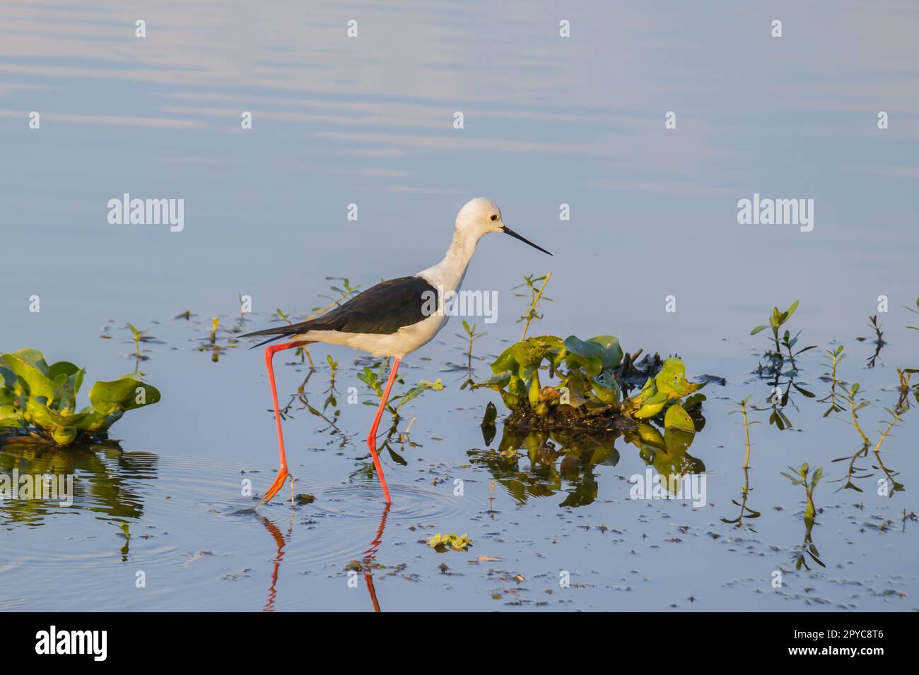 Black winged stilt or pied stilt bird walking on shallow water body or ...