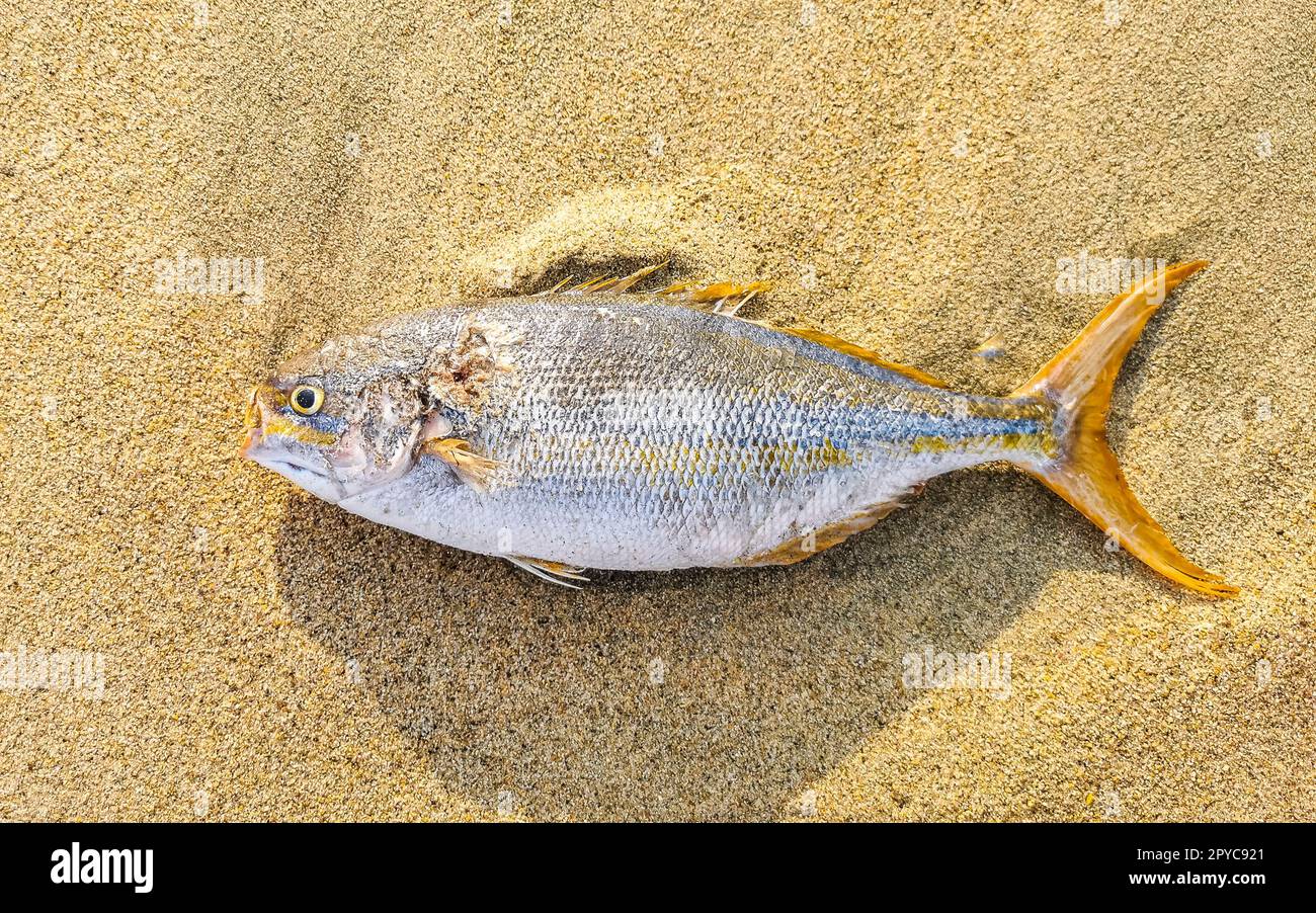 Dead fish washed up on beach lying on sand Mexico Stock Photo - Alamy