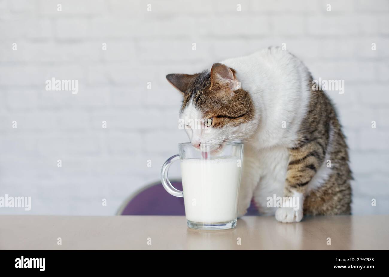 Cat drinks milk from cup hi-res stock photography and images - Alamy