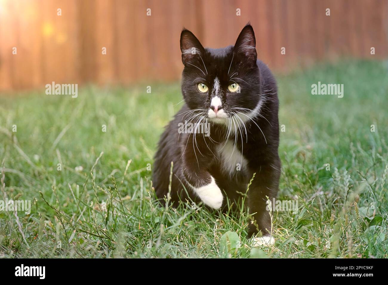 Cute tuxedo tom cat on a meadow Stock Photo - Alamy