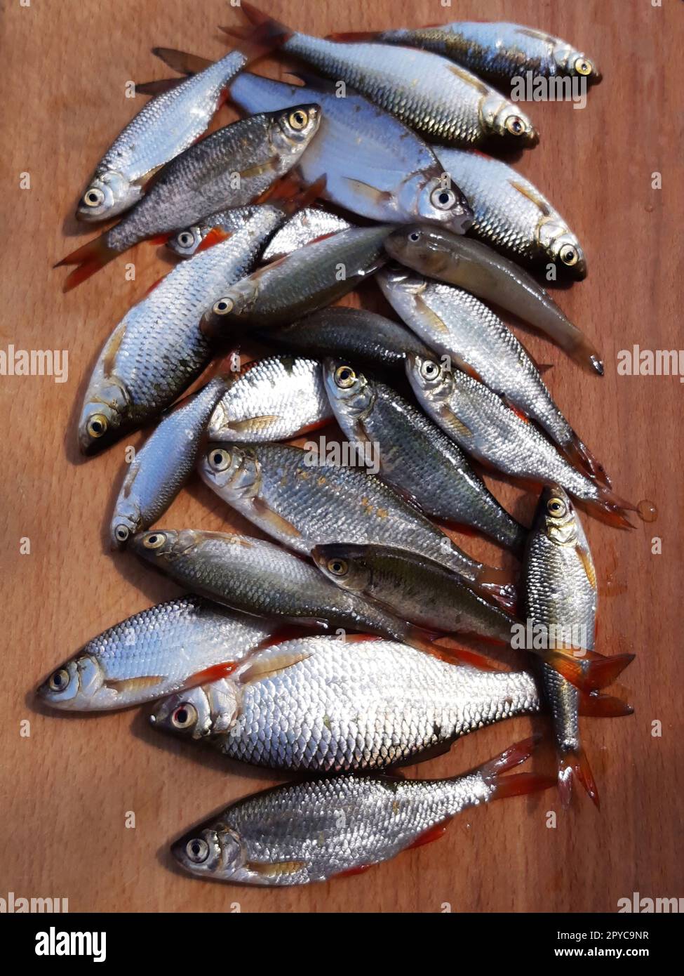 Roach fish hi-res stock photography and images - Alamy