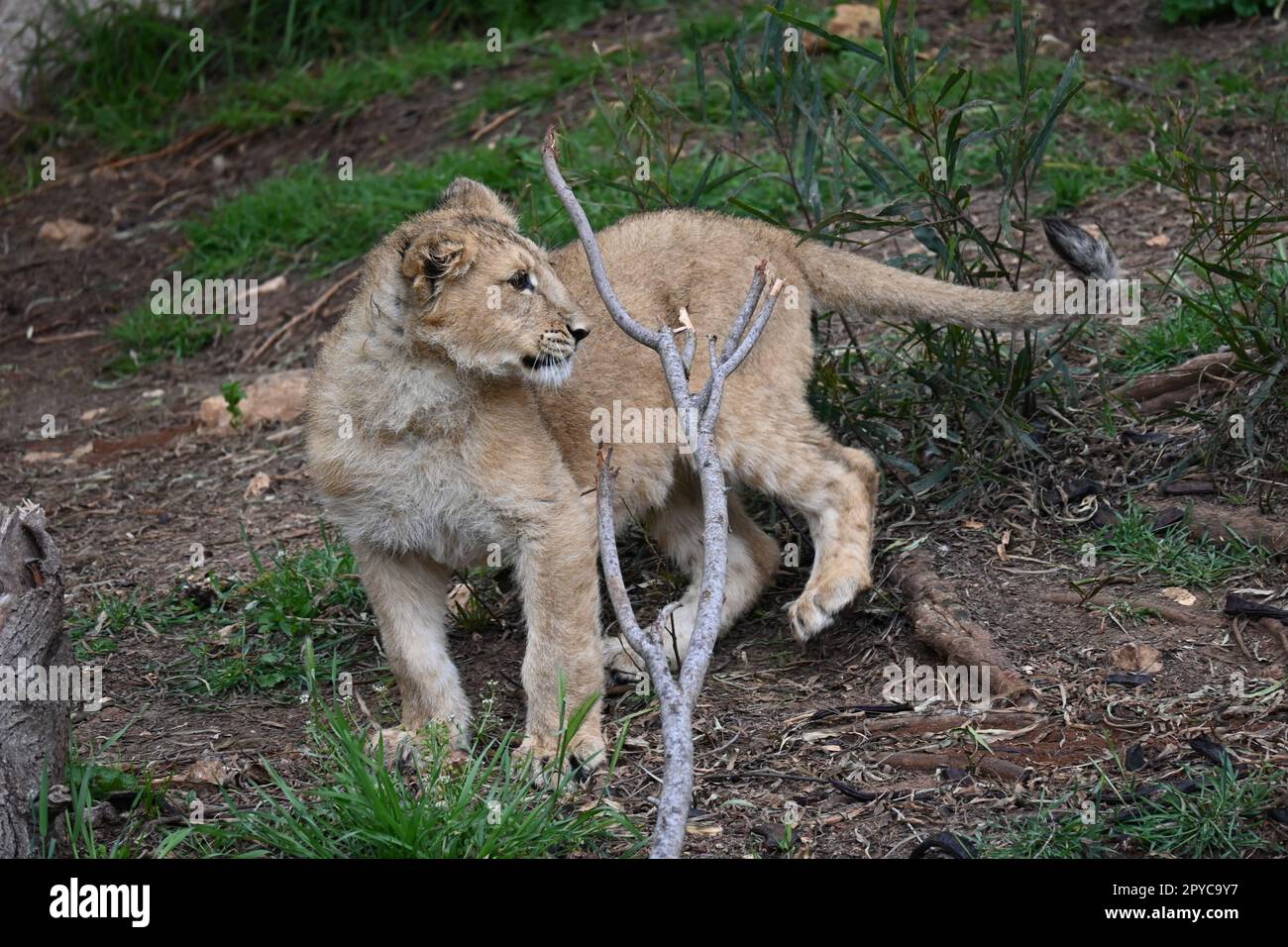 Lion Cub Waiting Stock Photo - Alamy