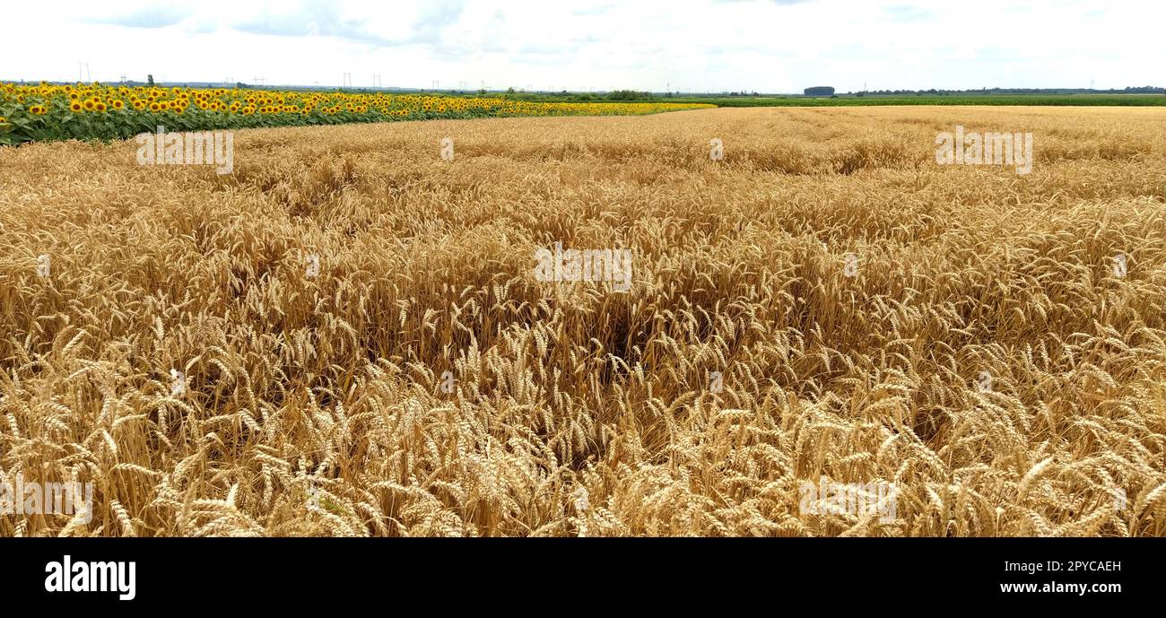 Wheat field. Seeds of golden wheat close-up. Beautiful nature. Rural ...