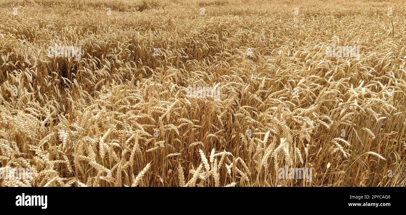 Wheat field. Seeds of golden wheat close-up. Beautiful nature. Rural ...