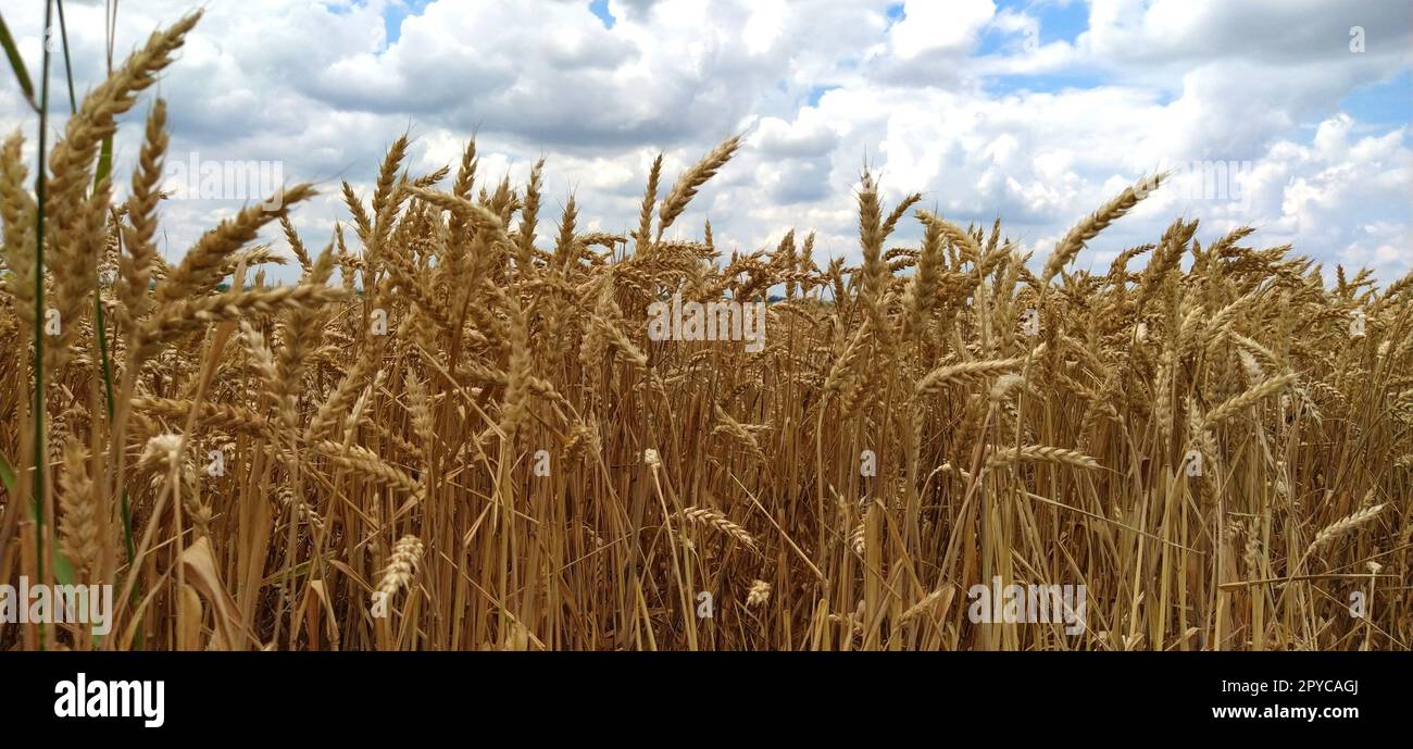 Wheat field. Seeds of golden wheat close-up. Beautiful nature. Rural ...