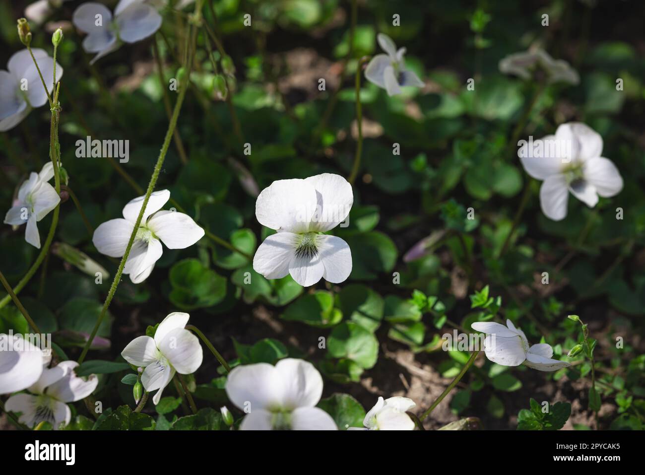 Blooming white violets grow in the garden. Spring gardening, outdoor ...
