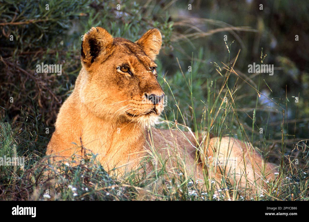 Lion impala hi-res stock photography and images - Alamy