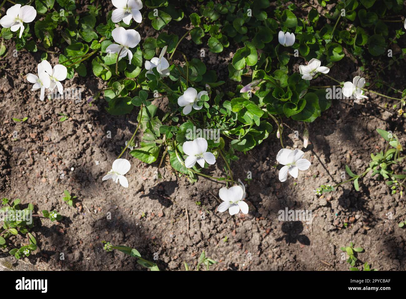 Blooming white violets grow in the garden. Spring gardening, outdoor ...