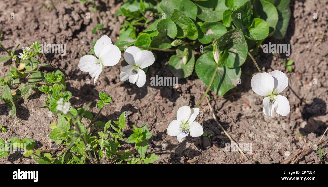 Blooming white violets grow in the garden. Spring gardening, outdoor ...