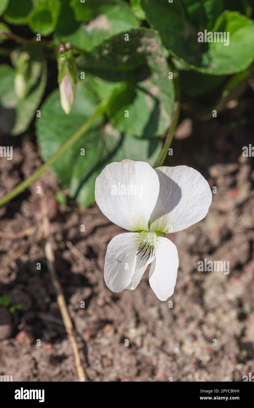 Blooming white violets grow in the garden. Spring gardening, outdoor ...