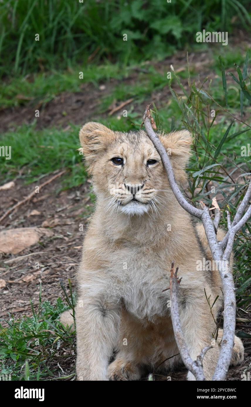 Lion Cub Behind Tree Stock Photo - Alamy