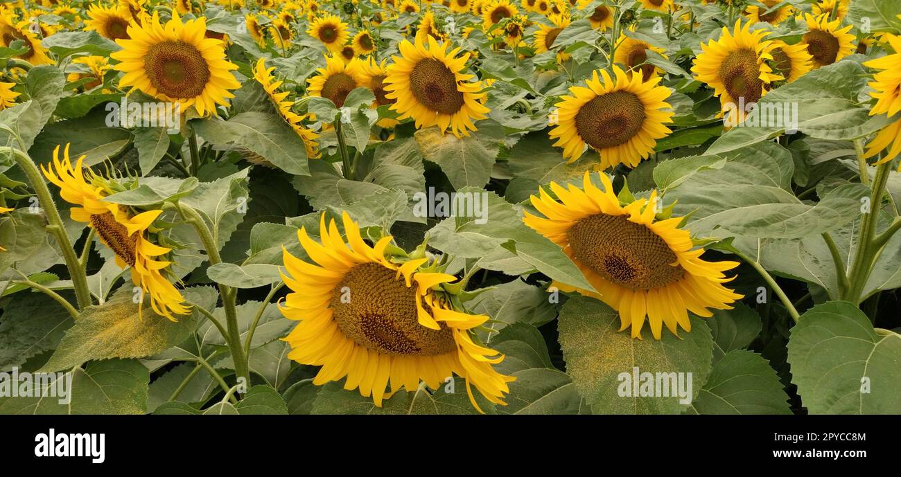 Field of blooming sunflowers. Beautiful yellow large flowers with a ...