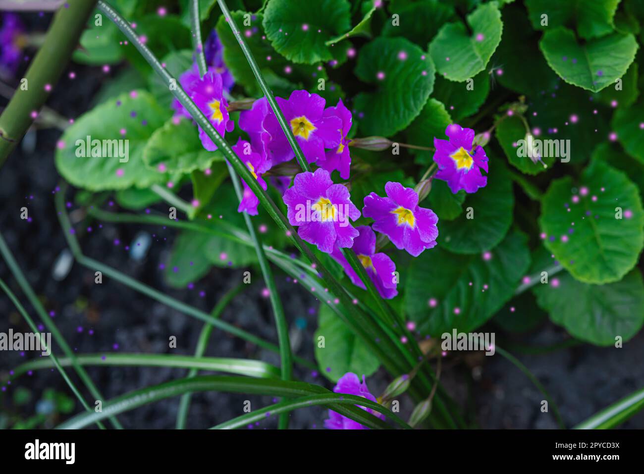 Blooming violets grow in the garden. Spring gardening, outdoor concept ...