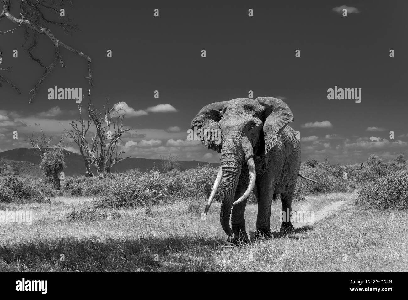 big elephant in the savannah of Africa Stock Photo - Alamy