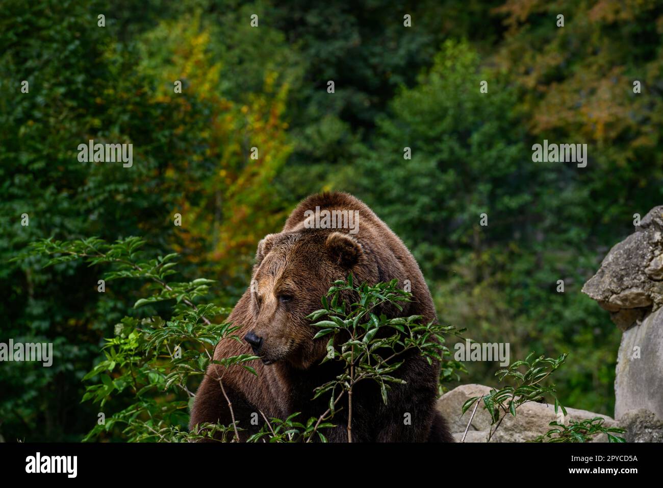 Last bear hi-res stock photography and images - Alamy
