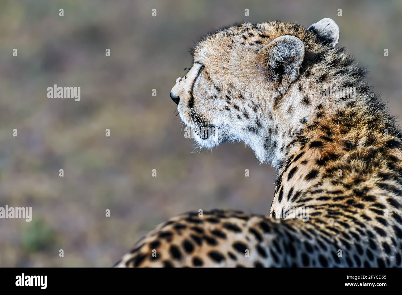 cheetah in the vast wilderness of Africa Stock Photo - Alamy