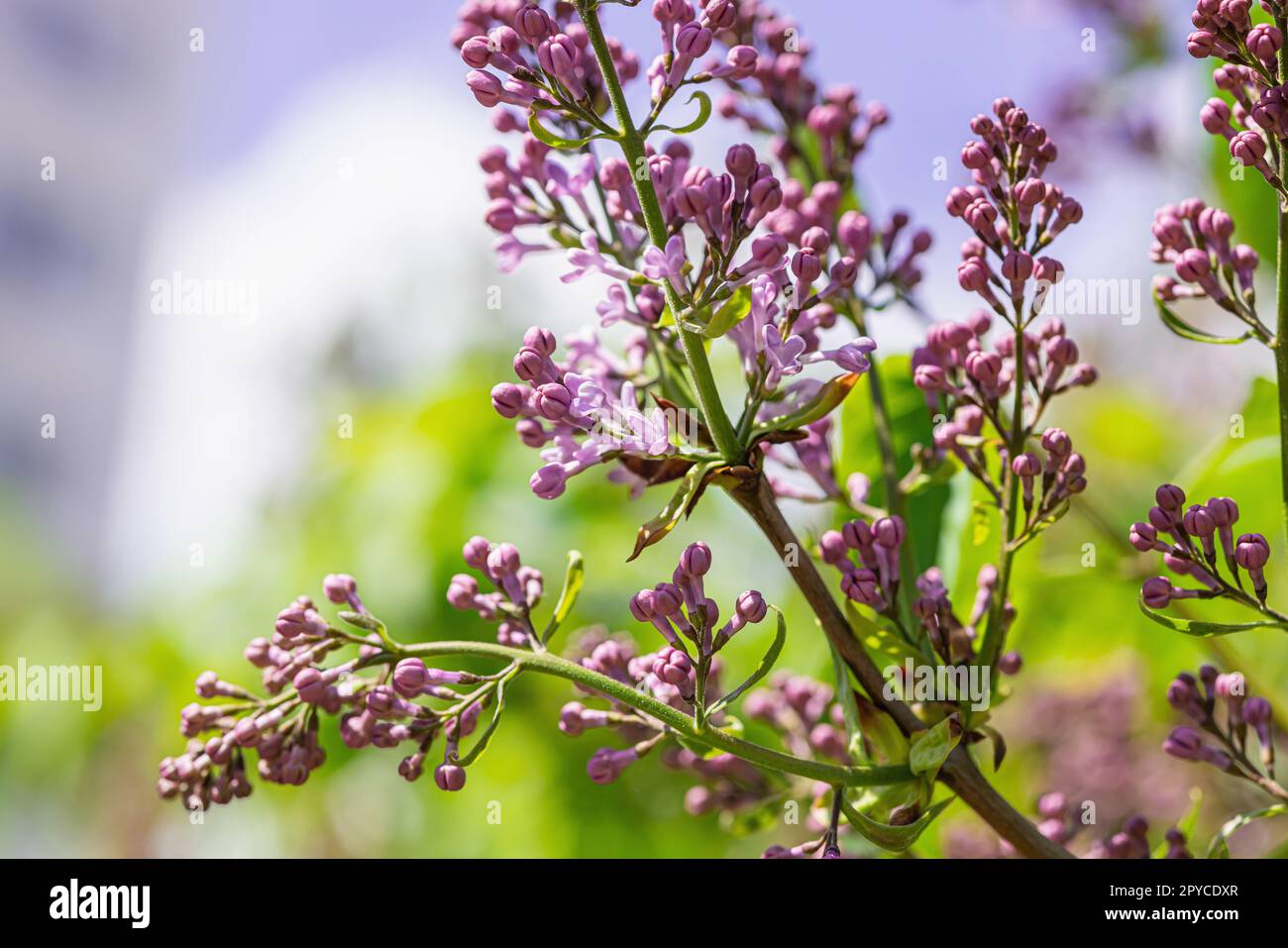 Blooming lilac grow in the garden. Spring gardening, outdoor concept ...